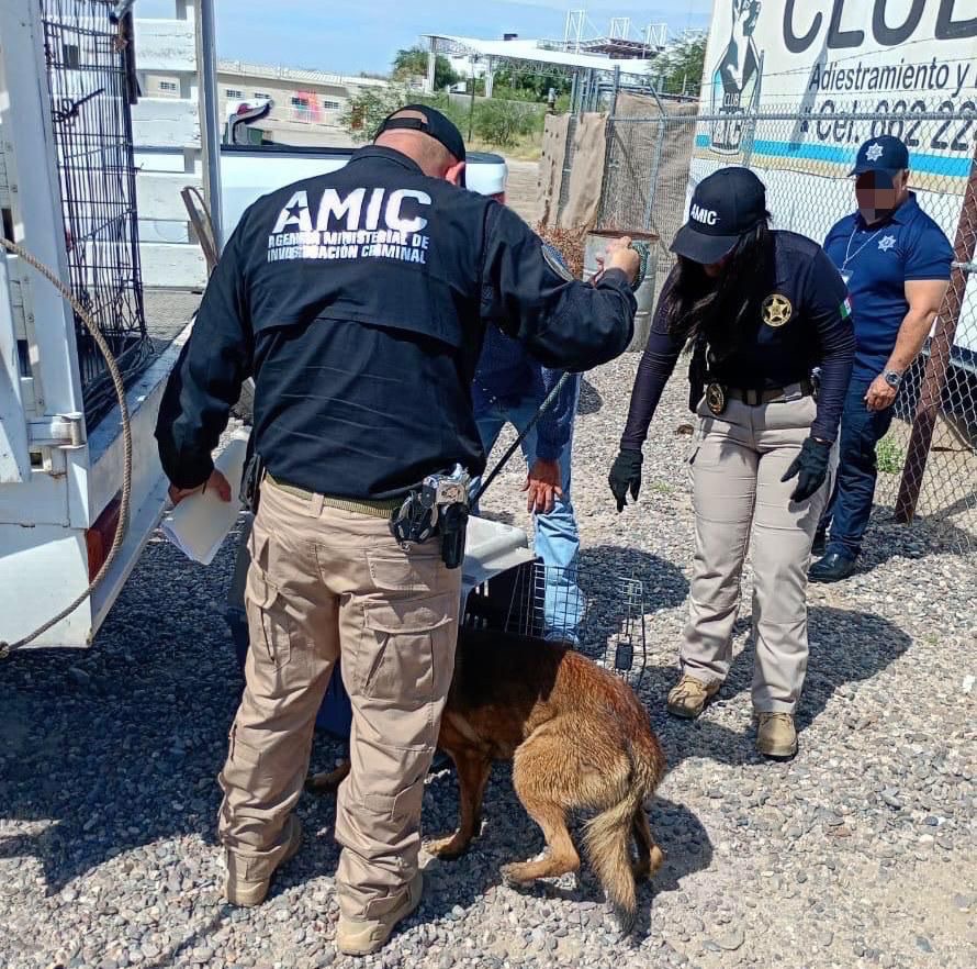Asegura AMIC 30 caninos en cateo en investigaciones por maltrato animal en Hermosillo - Noticias ...