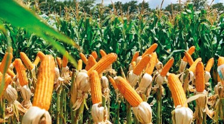 Investigadores del IPN crean compuesto agrobiológico para combatir ...