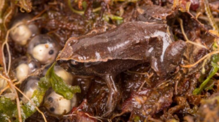 Descubren nuevo género de ranas en los bosques nublados andinos de ...