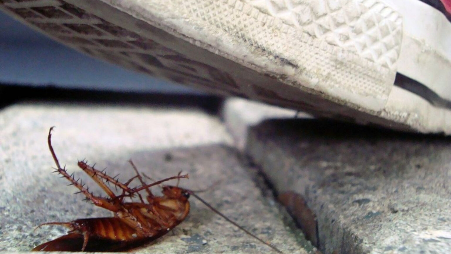 ¿Sabías que? Las cucarachas no deben aplastarse porque la plaga en el ...