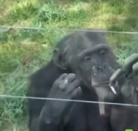 Indignación por video de chimpancé fumando en zoológico chino ...