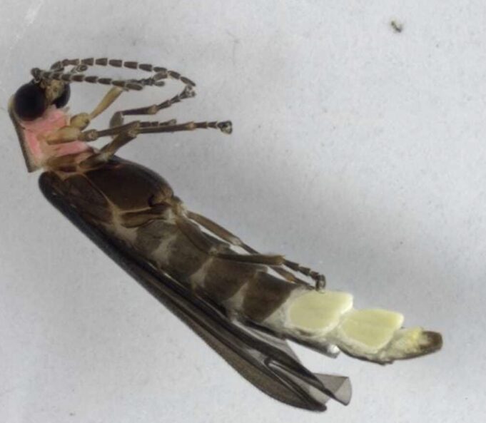 Descubren Nueva Especie de Luciérnaga en Pleno Corazón de la Ciudad de ...